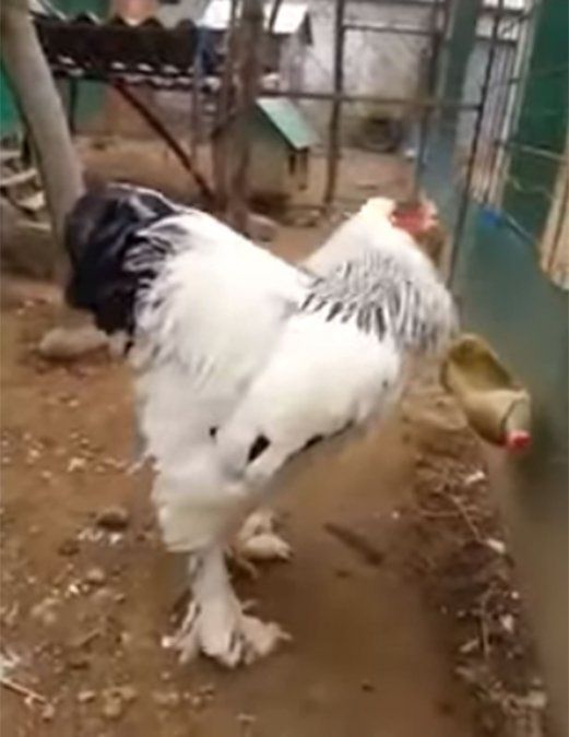 Video: súper gallo gigante es la sensación en las redes