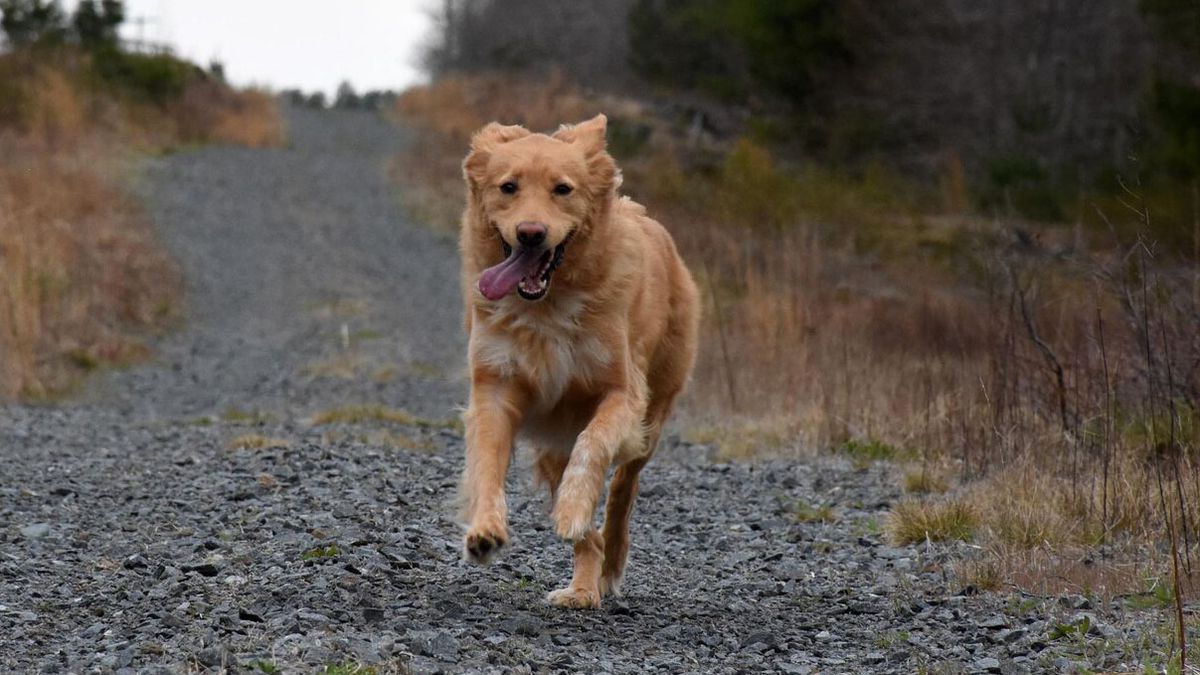Qué significa que mi perro jadee de manera excesiva