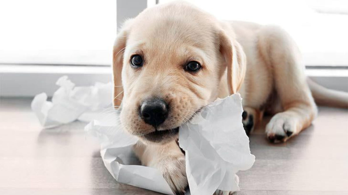 Qué significa que mi perro coma papel según la ciencia veterinaria