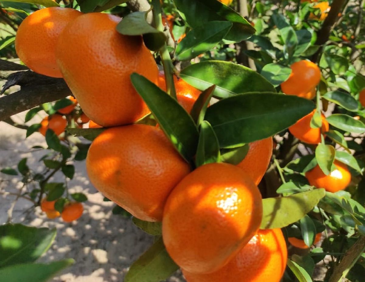 Los cítricos orgánicos argentinos vuelven a la Unión Europea luego de ...