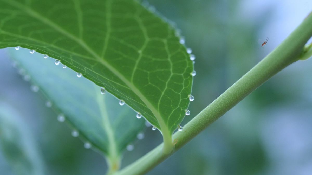 Qué significa que las plantan lloren