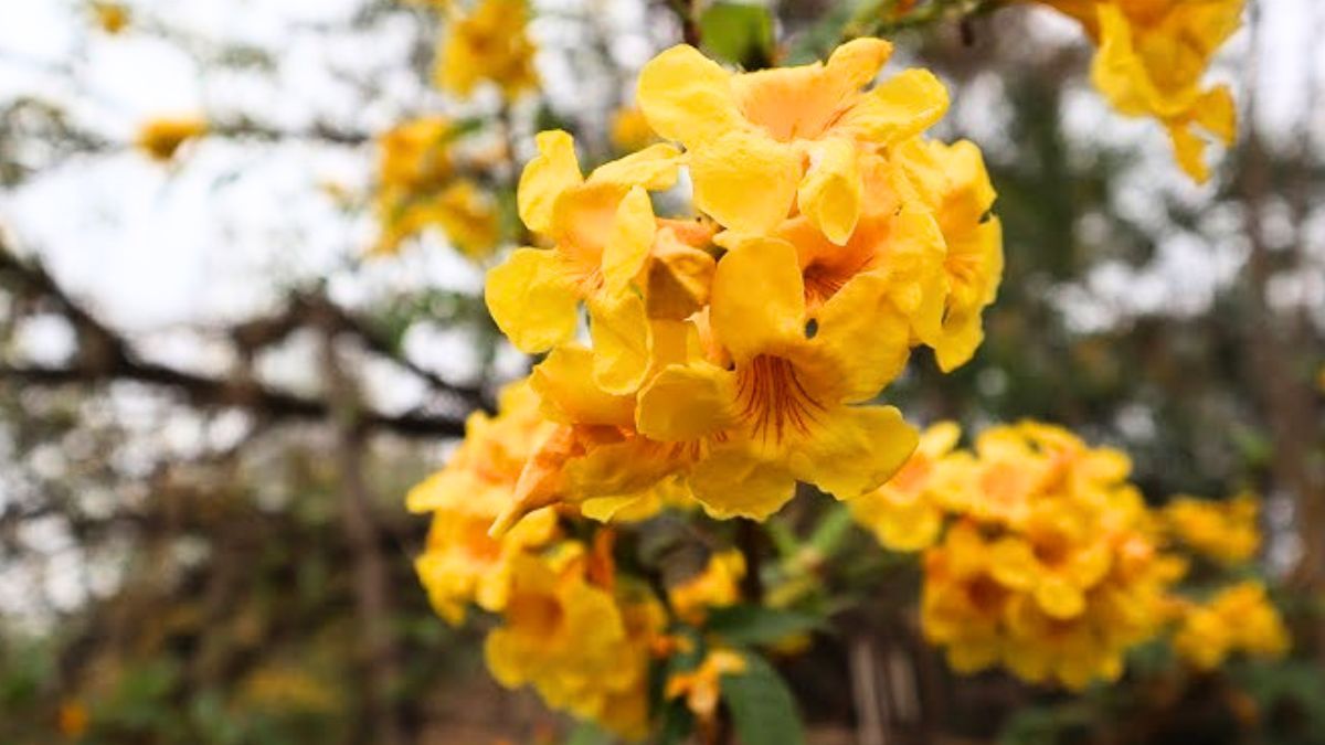 El árbol resistente, hermoso y adaptable perfecto para el jardín