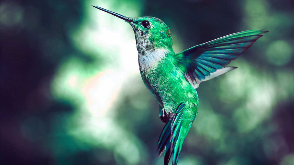 El misterio del colibrí verde: ¿qué significa si una persona lo ve?