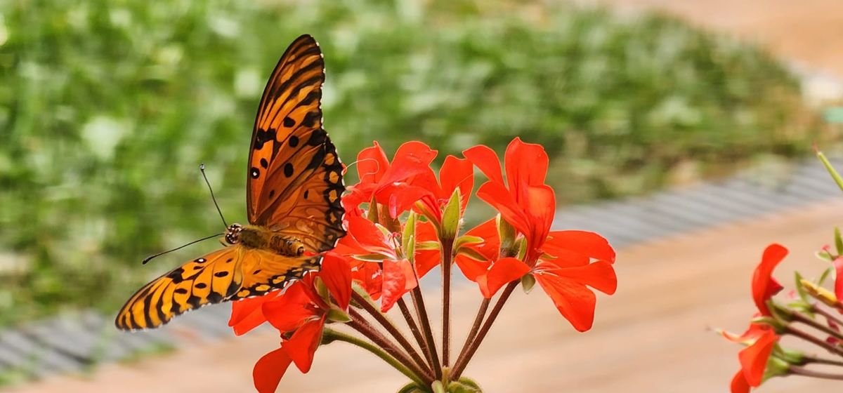 Cambia de color y atrae a las mariposas: la planta que es ideal para ...