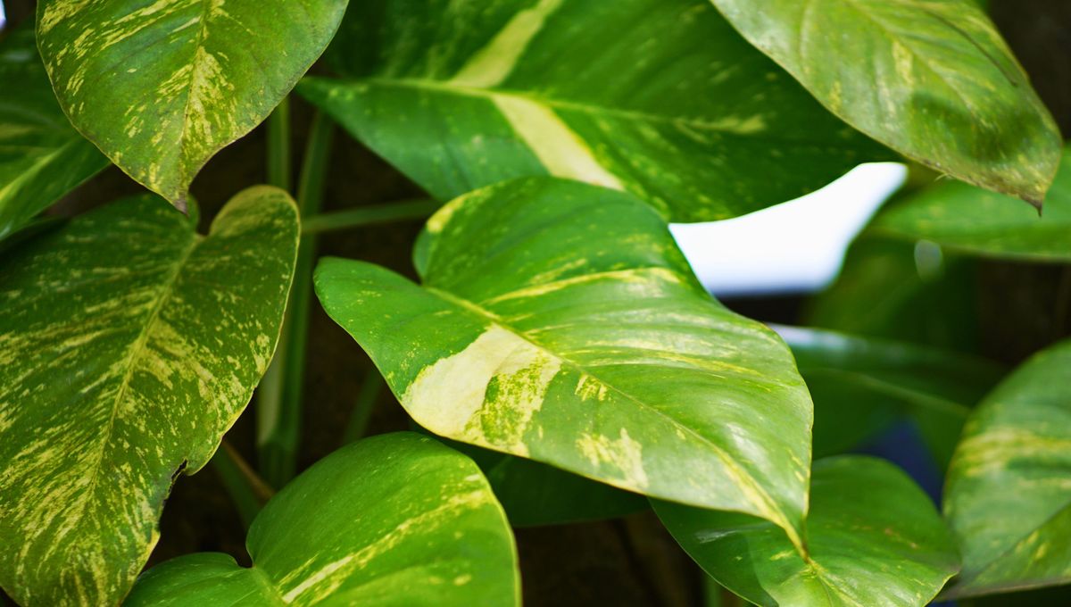 Potus frondoso y contento: el ingrediente natural que estimula el ...