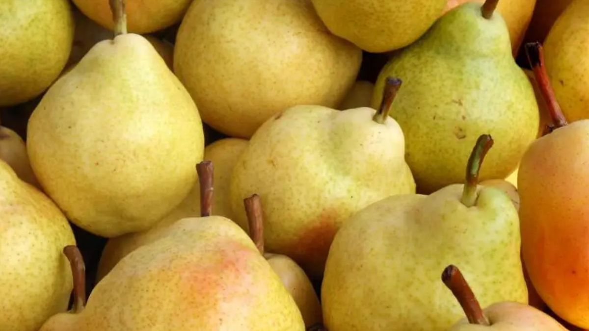 Beneficio de comer pera, aliada ideal de diabéticos y cardíacos