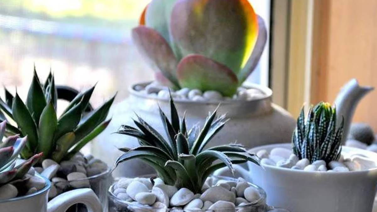 Qué significa que se pudran las suculentas del hogar según el Feng Shui