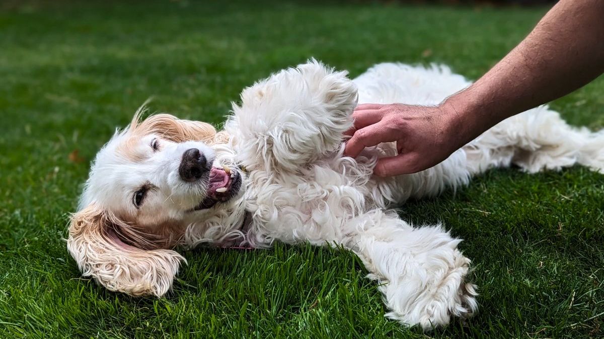 Qué significa que tu perro mueva una de sus patas cuando acaricias su ...