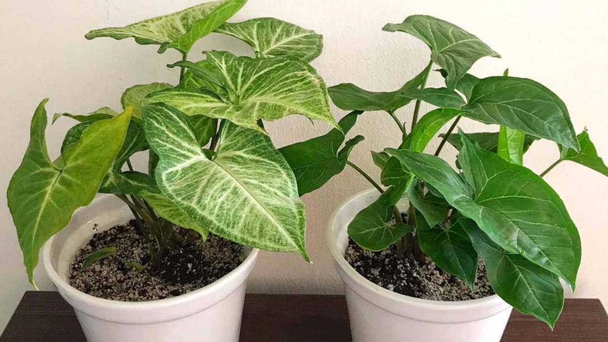 Plantas: conoce los cuidados del Singonio, la planta que es tendencia ...