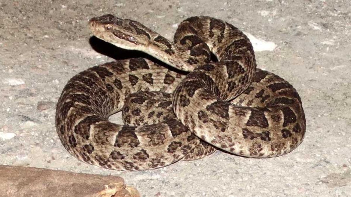 Qué hacer ante la aparición de una víbora yarará