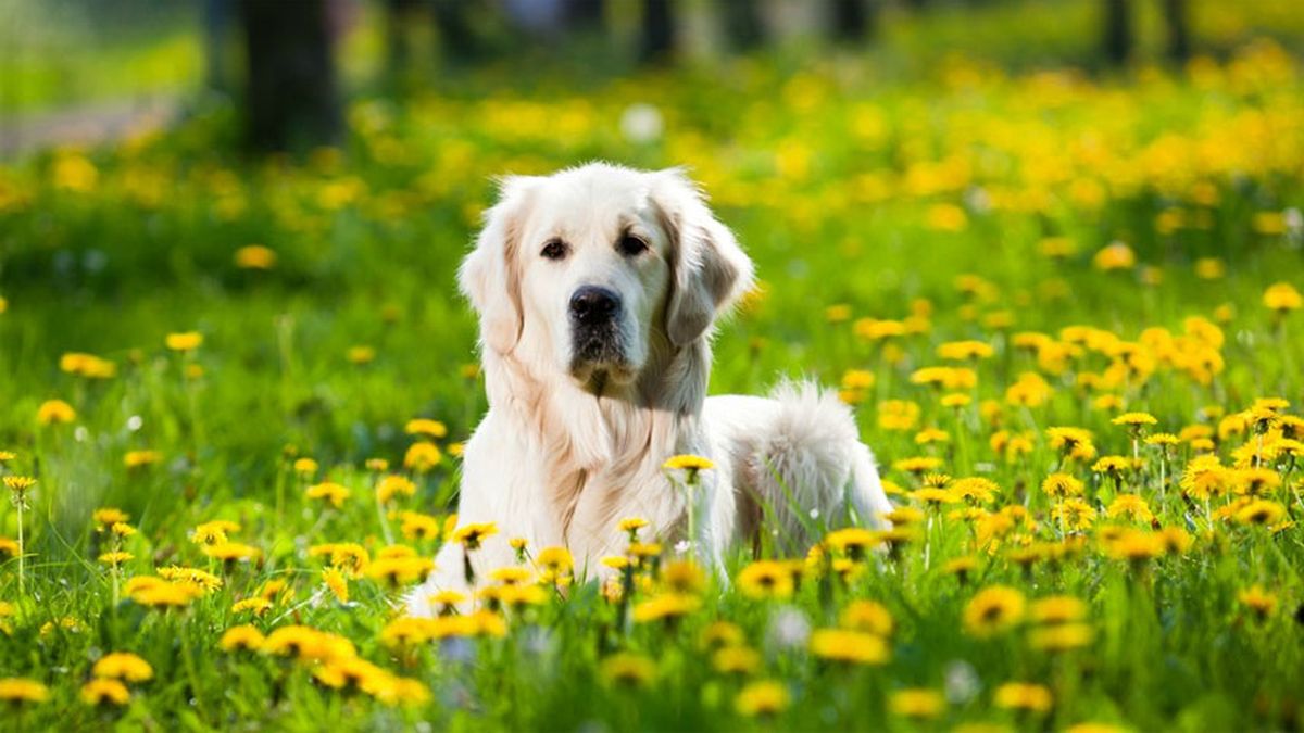 Cómo cuidar a tu perro en primavera