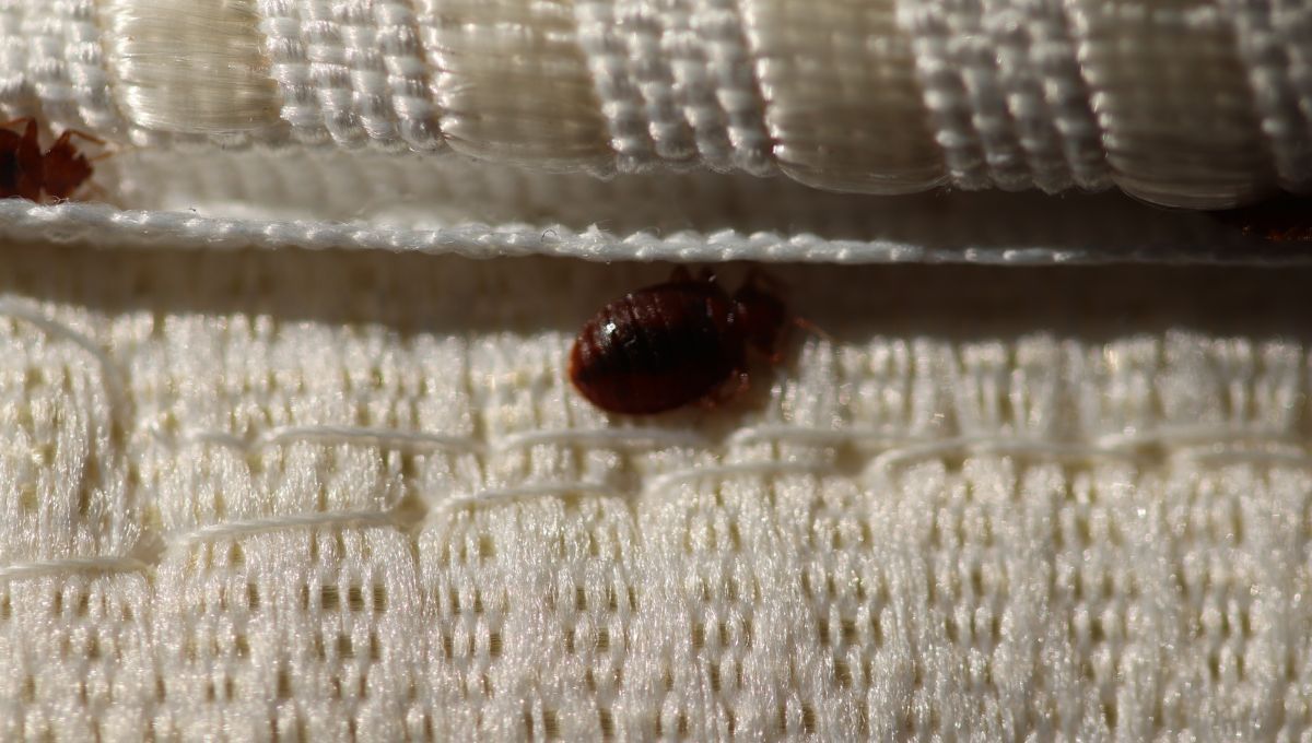 Cómo saber si tu colchón está infestado de chinches