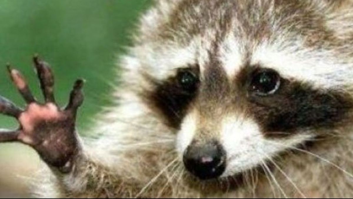 Una lección para el cazador: se disparó cuando intentaba matar a un mapache