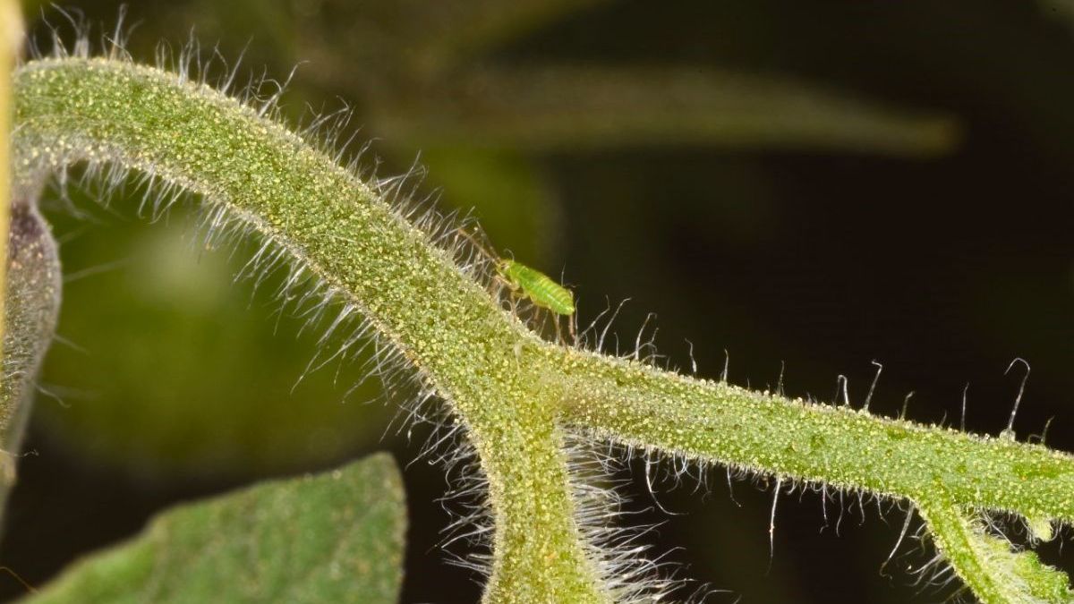 Te explico por qué tus plantas del jardín tienen pequeños pelos en sus ...