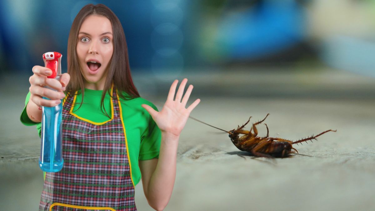 El truco casero para eliminar a las cucarachas con un efectivo insecticida casero que es seguro ...