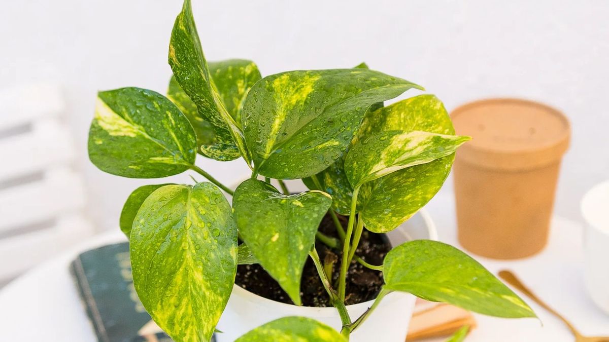 Truco de plantas: cómo estimular tu potus para que crezca sano y hermoso