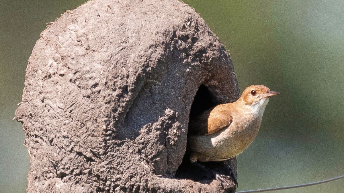 Qué significa que un hornero elija tu casa para construir su nido y ...