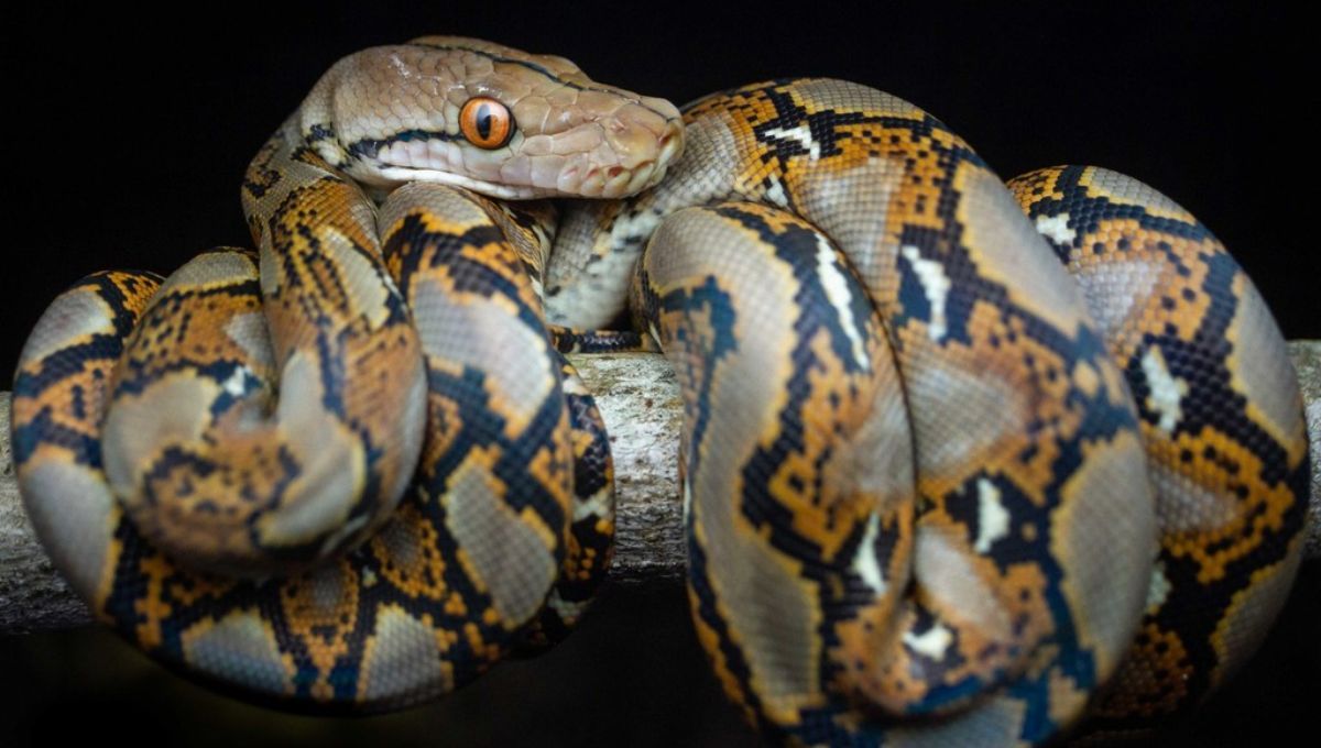 La serpiente más grande del planeta Tierra vive en este país y mide más ...
