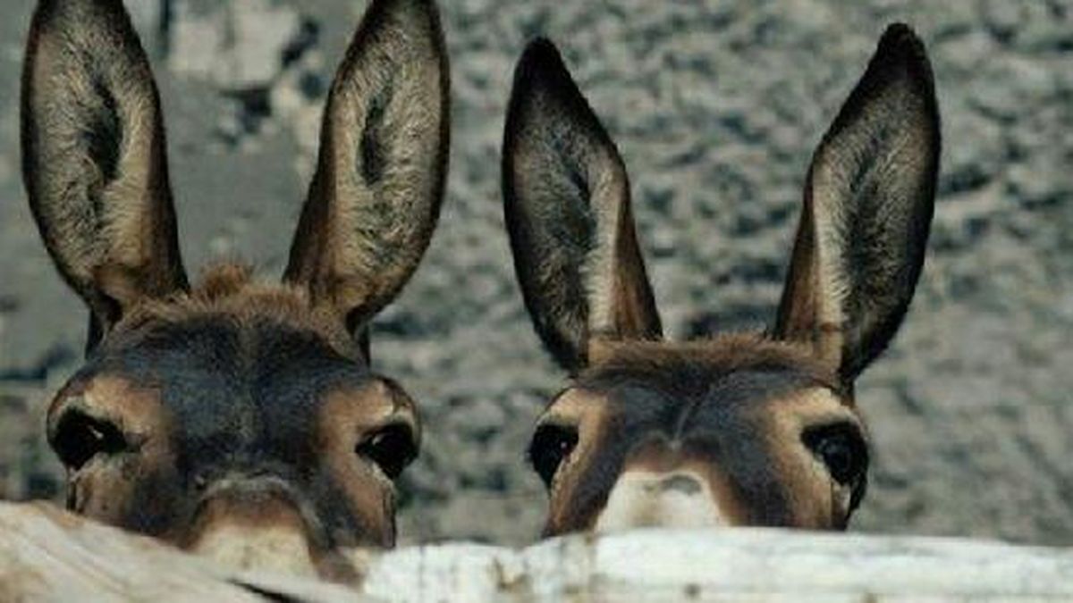 Se colaron cuatro burros en una escuela de EE.UU.