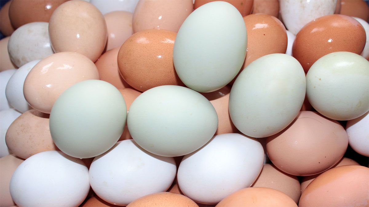 Huevo: cuál es la diferencia que existe entre un huevo con la cáscara ...