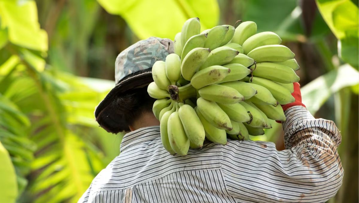 El país de América Latina conocido como la república bananera, posee la ...