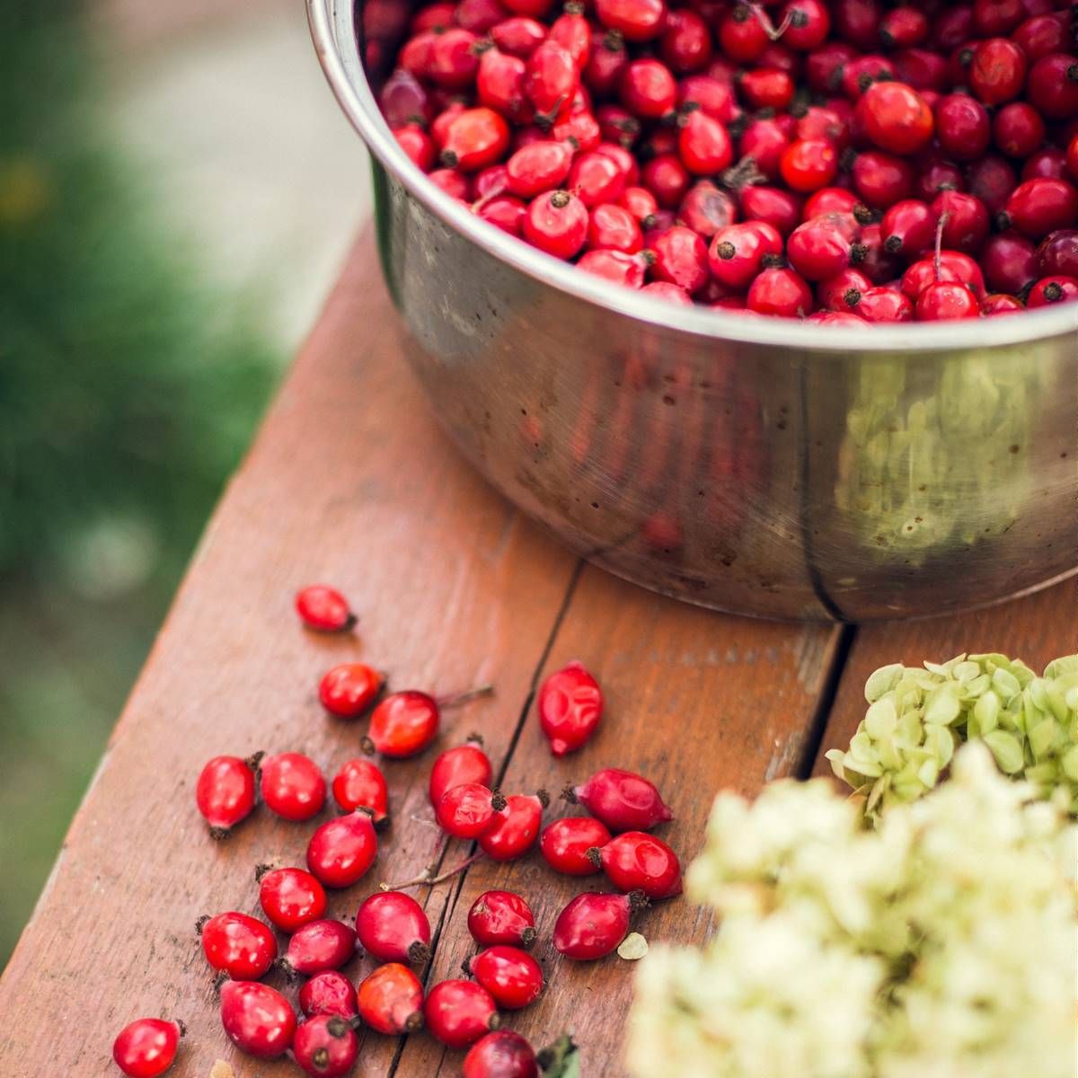 ¿Cómo cosechar la rosa mosqueta?