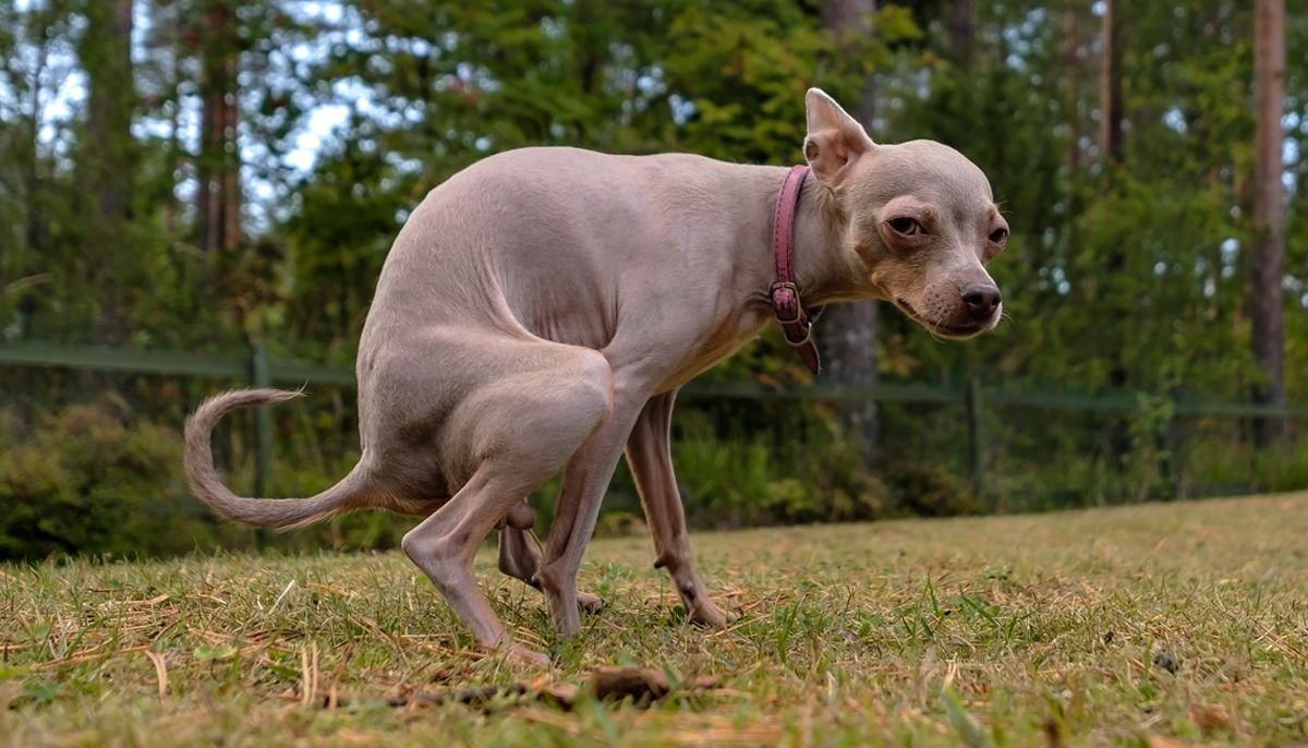 Qué significa que el perro me mire mientras hace sus necesidades