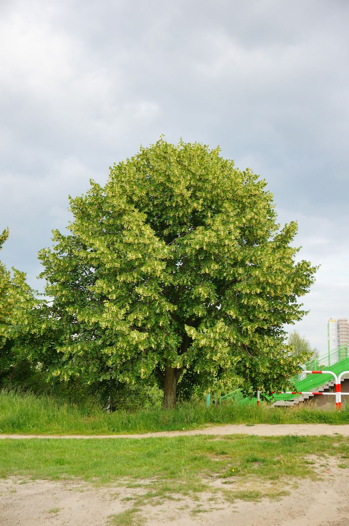 El ÁRBOL que es un ESPECTÁCULO de la NATURALEZA e INUNDA de PERFUME el ...