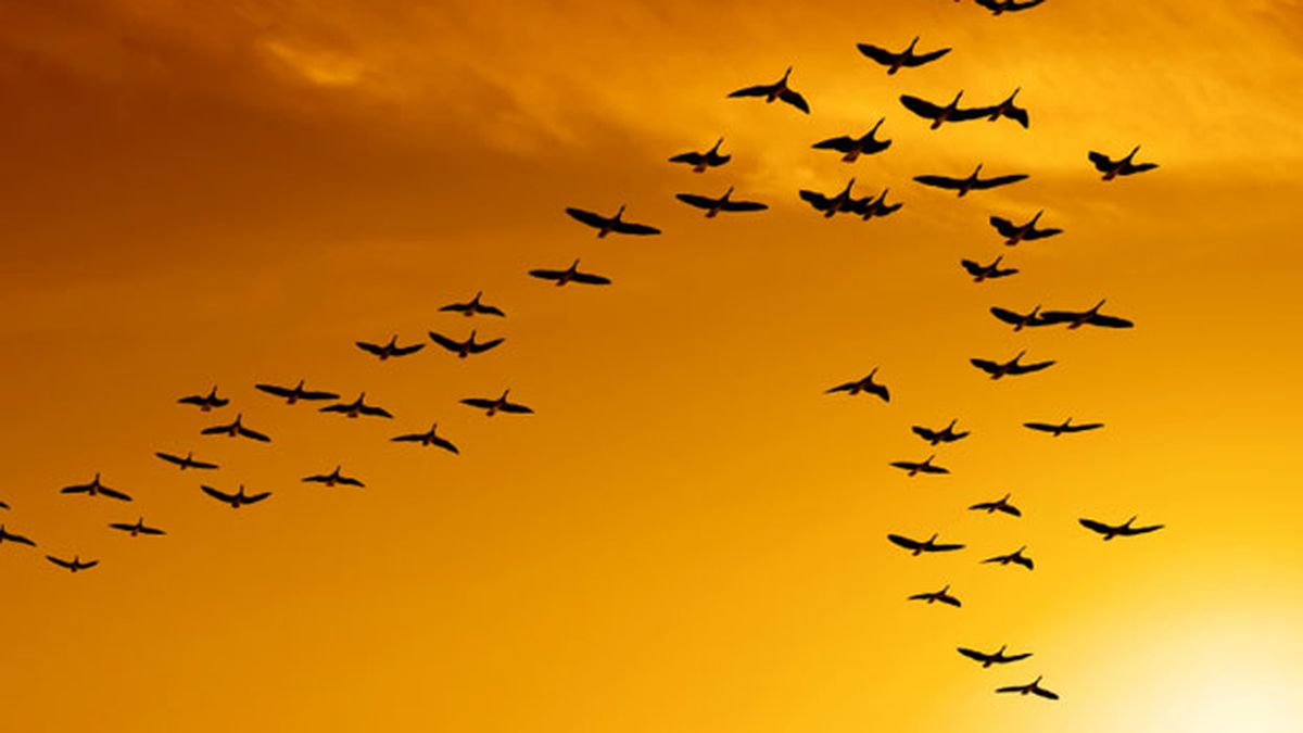 ¿Por qué las aves migran en formación de V?