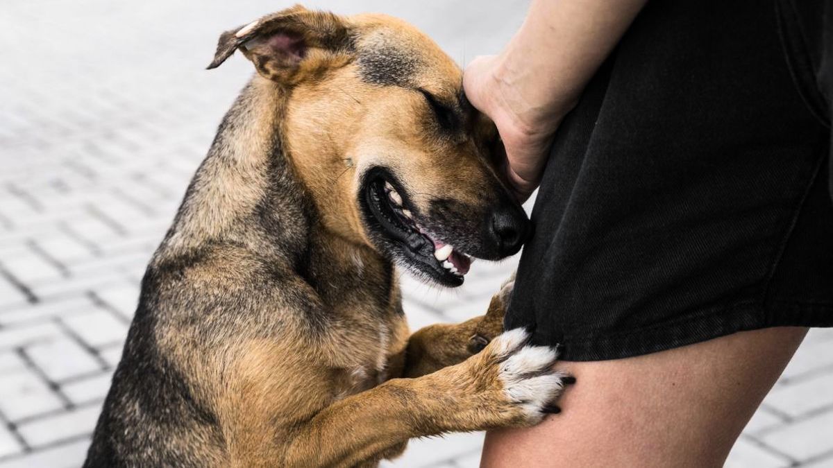 Qué significa que tu perro olfatee tus partes íntimas y por qué lo hace