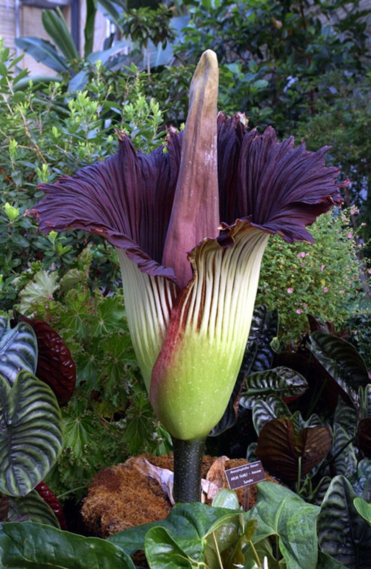 La flor gigante que huele a carne podrida y está a punto de florecer en ...