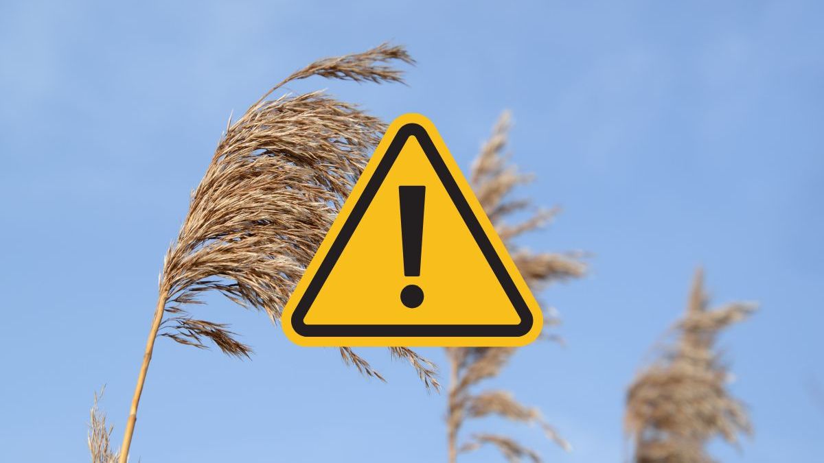 Alerta en una provincia de Cuyo: vientos de hasta 75 km/h llegan este ...