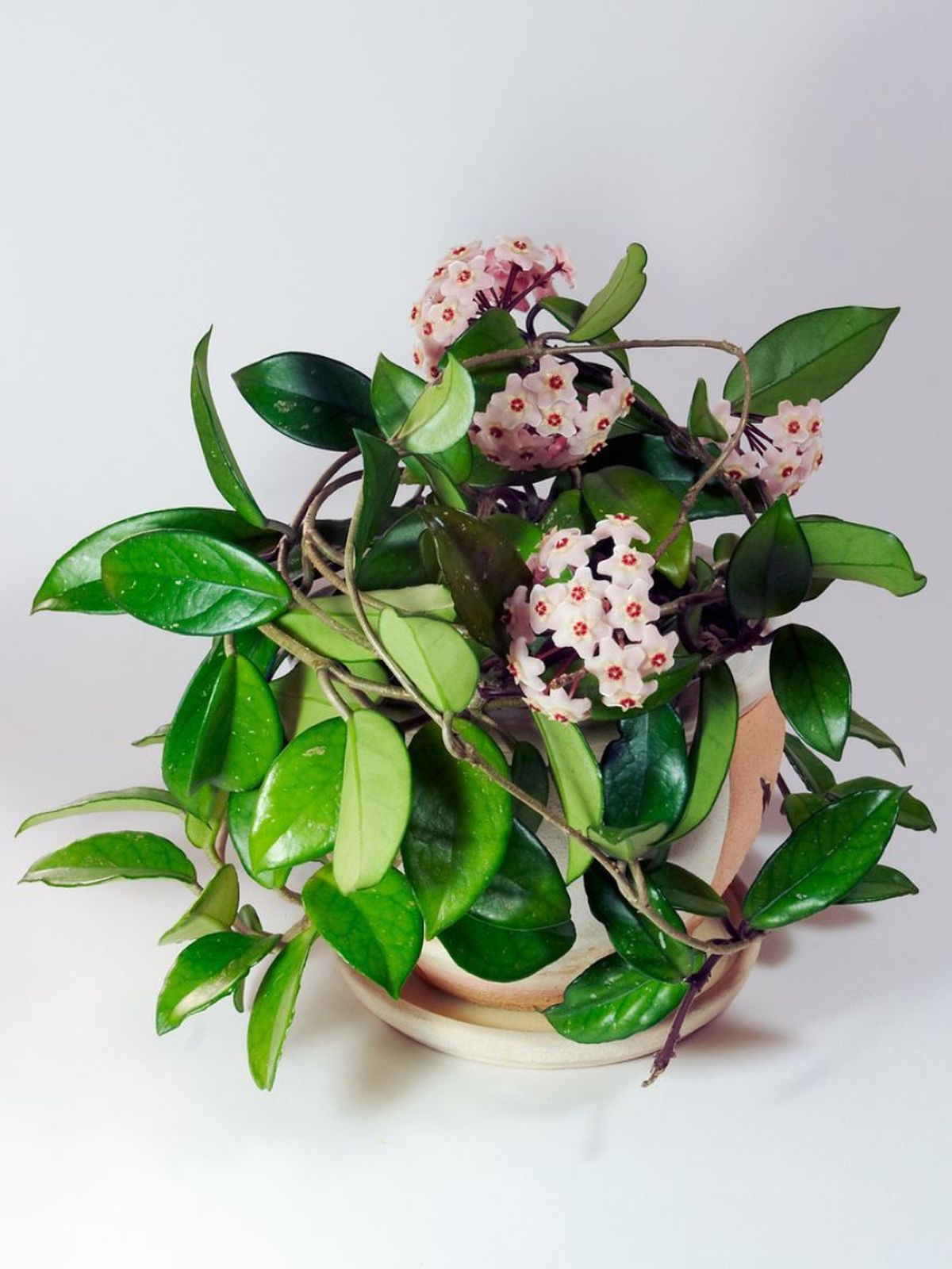 Nácar: cómo cuidar correctamente esta planta para que estalle de flores