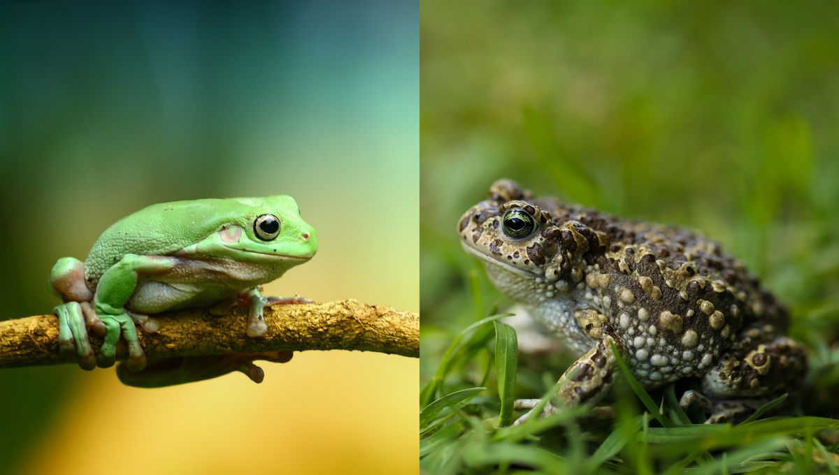 ¿Cuáles son las diferencias entre rana y sapo?