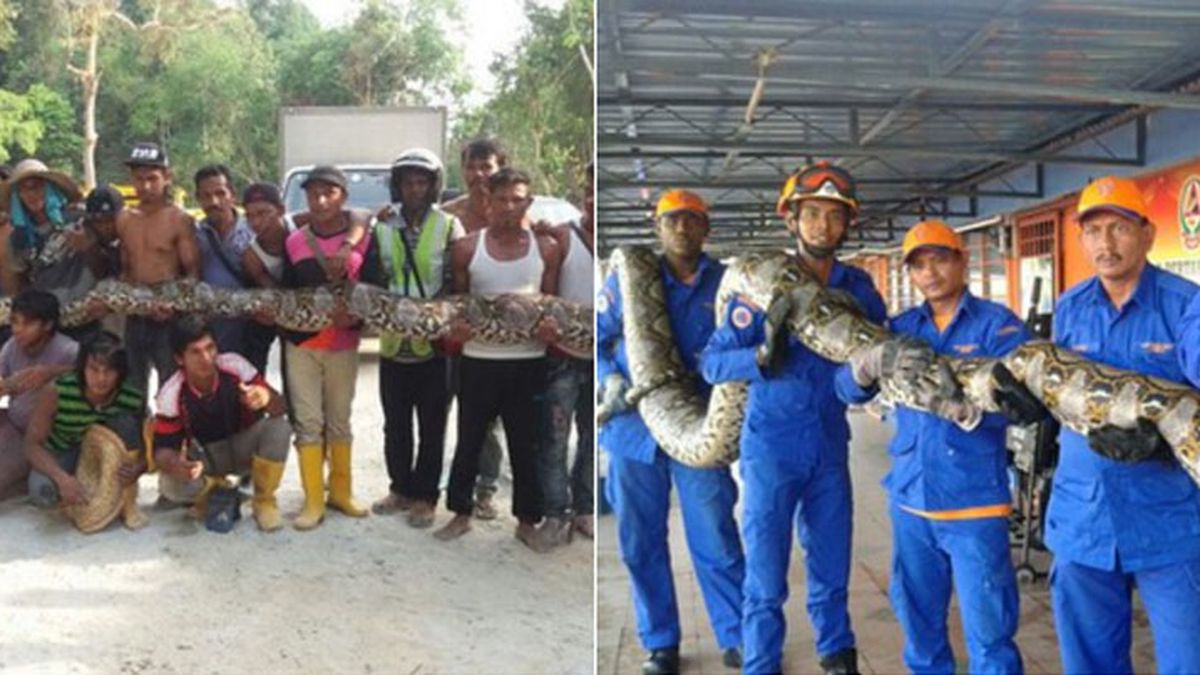 Foto: Capturan en Malasia la pitón más grande del mundo