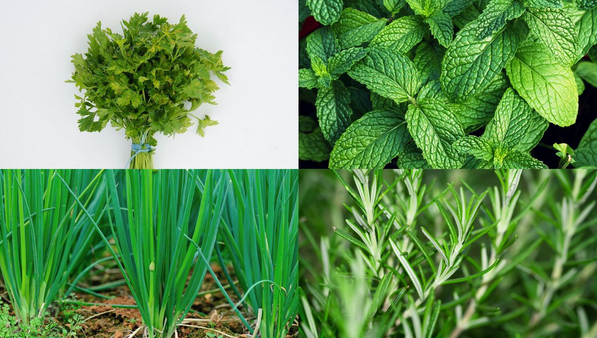 Plantas con sabor y aroma: 3 especies que puedes cultivar en la cocina ...