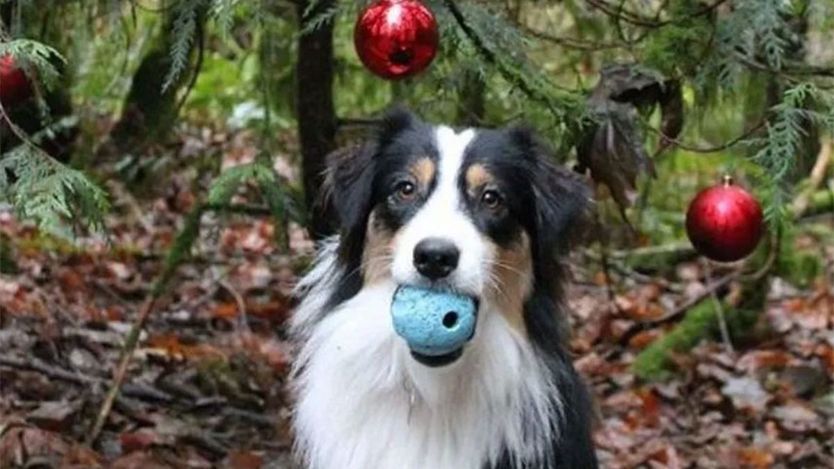 La tierna perrita que le ayuda a armar el arbolito de Navidad a su dueña