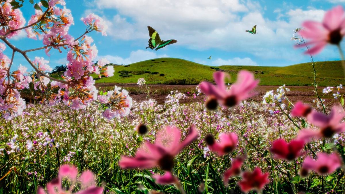 Este es el pronóstico para el inicio de la primavera según el SMN