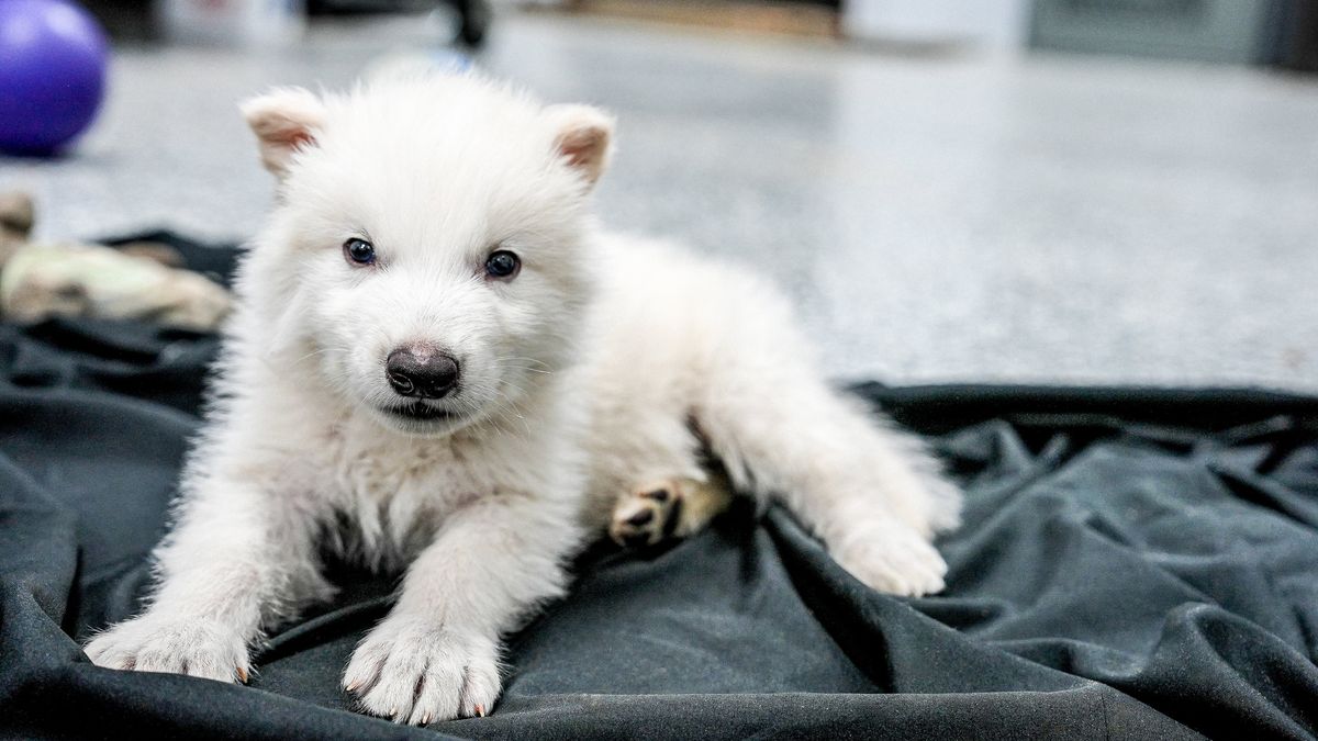 Científicos rompen la ilusión: aseguran que el lobo terrible no volvió ...