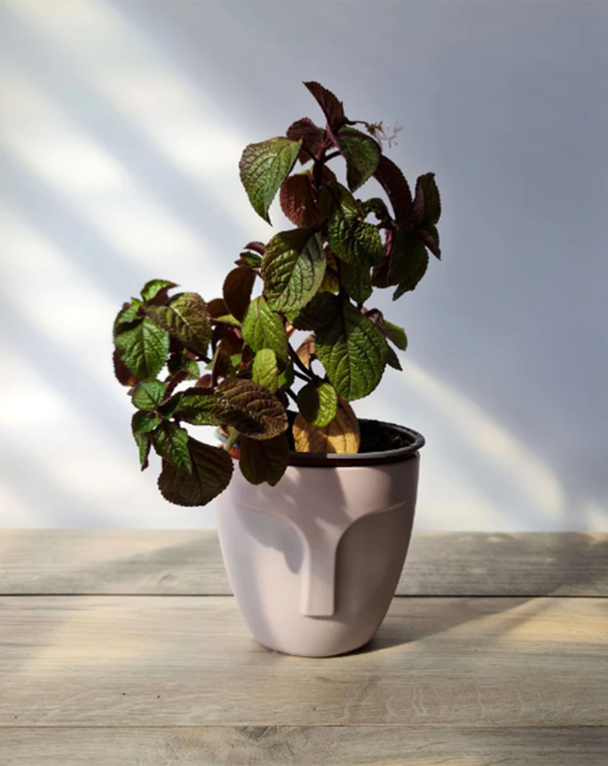 Qué significa que crezca la famosa planta de dólar en mi jardín según ...