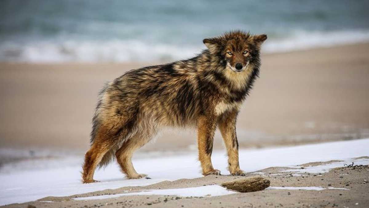 Muchos lo ignoran: cómo se llama la cría de un coyote con un perro