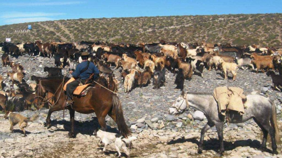 Cómo es la vida de los puesteros trashumantes malargüinos del Paso ...