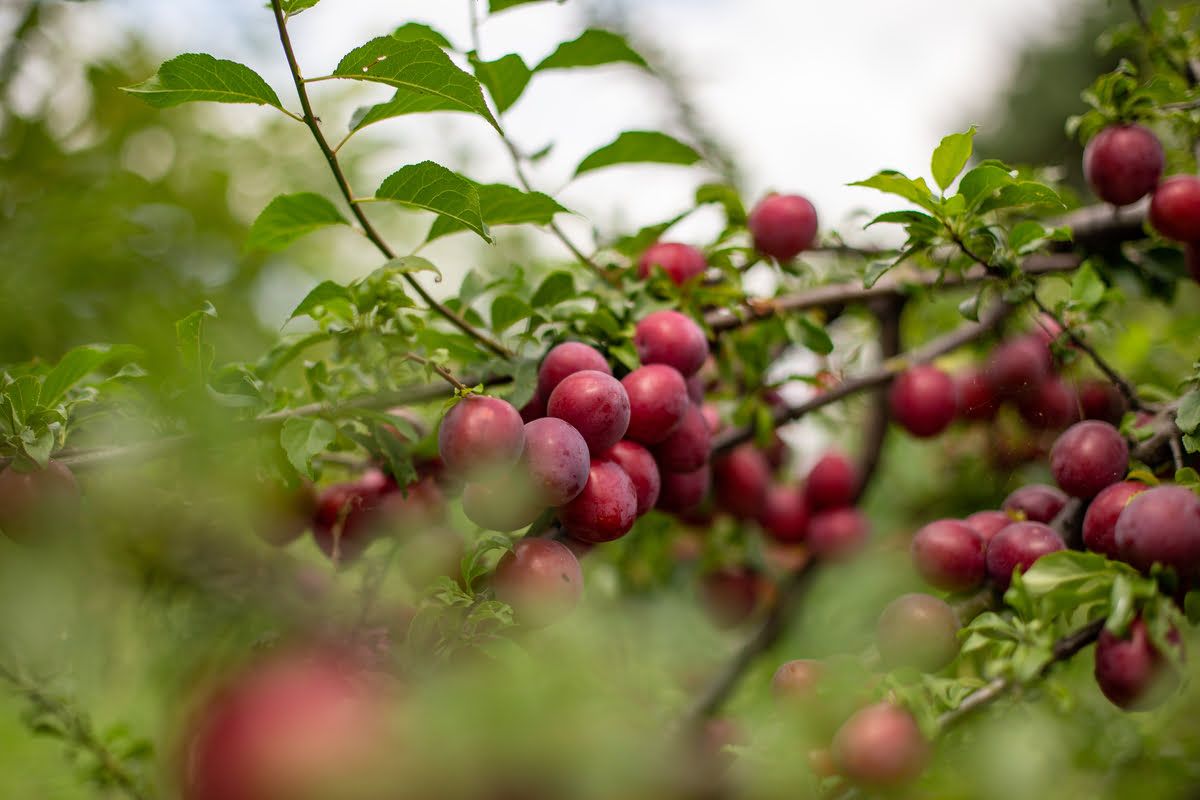 ¿Cómo se llama el árbol de ciruela? Pocas personas saben su nombre