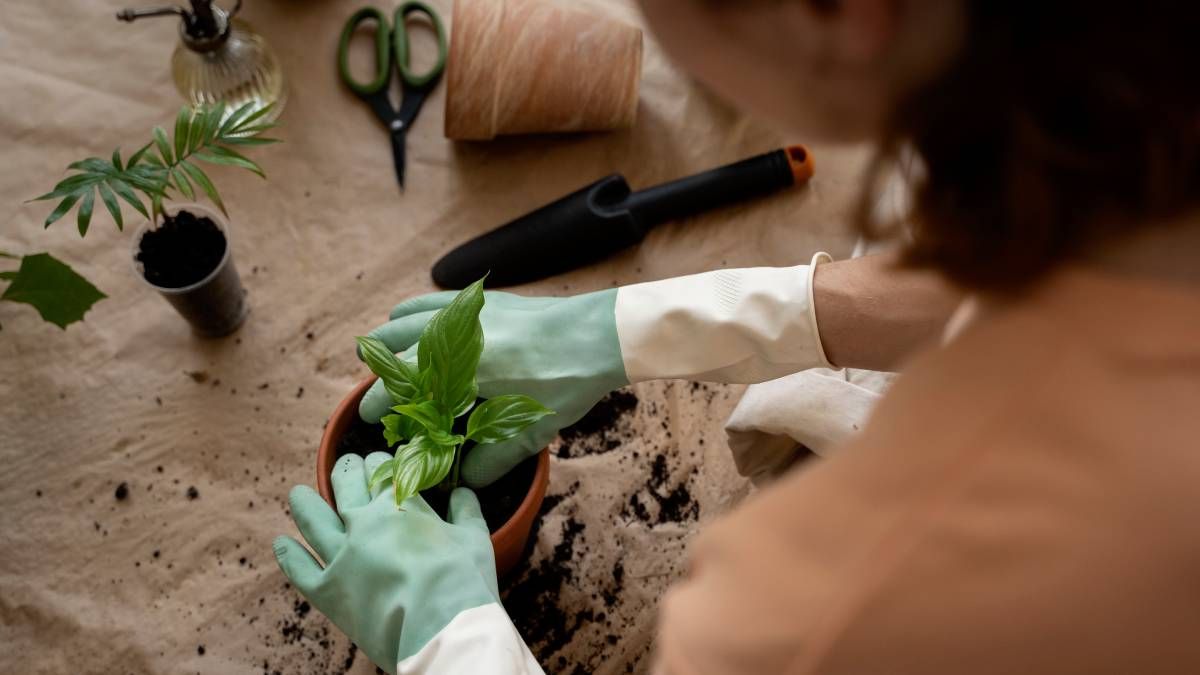 2 consejos para trasplantar correctamente tus plantas de interior
