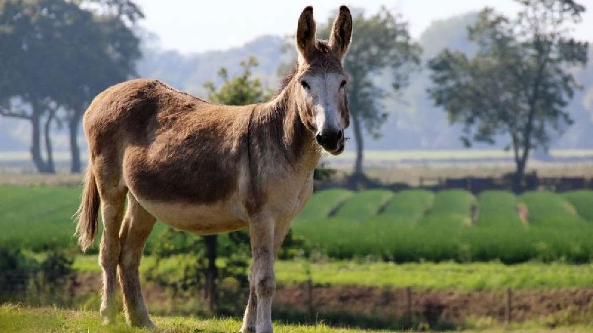 Cuáles son las diferencias que hay entre un burro, una mula y un asno Cuáles son las diferencias que hay entre un burro, una mula y un asno