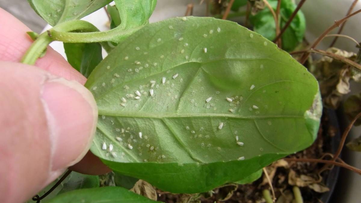 Tipos De Plagas En Las Plantas