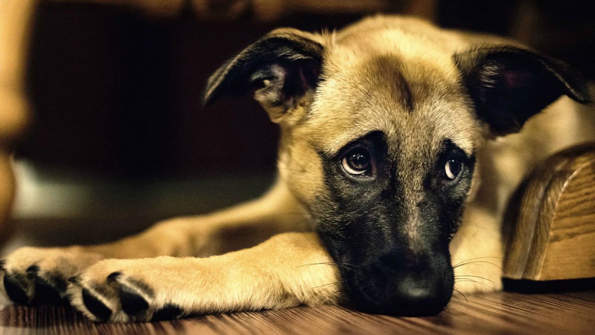 Qué significa la cara de perrito mojado de tu mascota