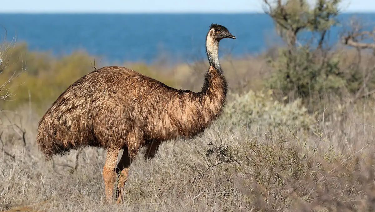 Guerra Emú, el día que un país fue vencido por 20.000 aves: un fracaso ...