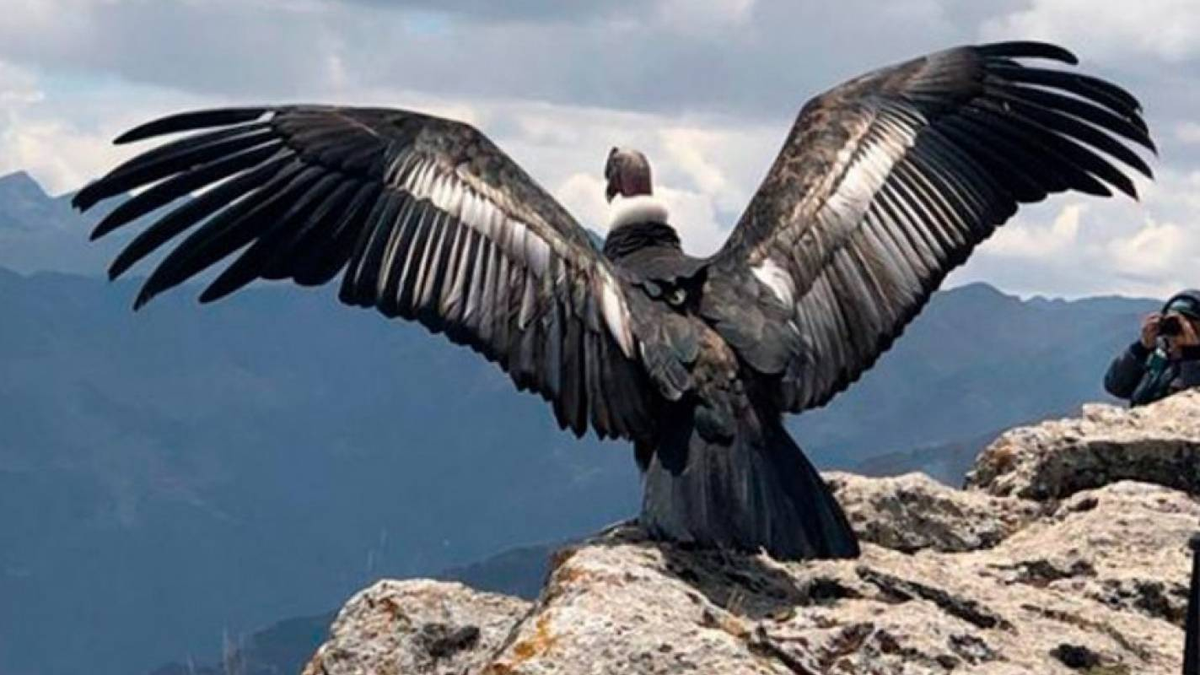 Mendoza: rescatan un cóndor andino herido que no podía volar