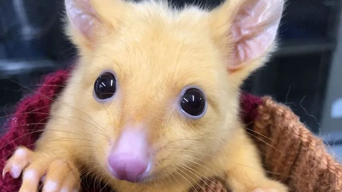 Pikachu existe y vive en Australia